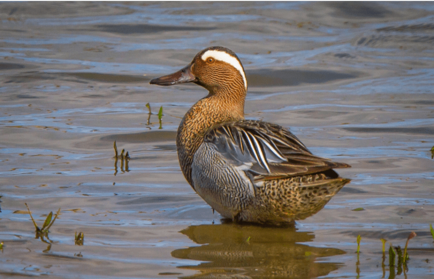 Broomhill Flash – The Garganey Trust